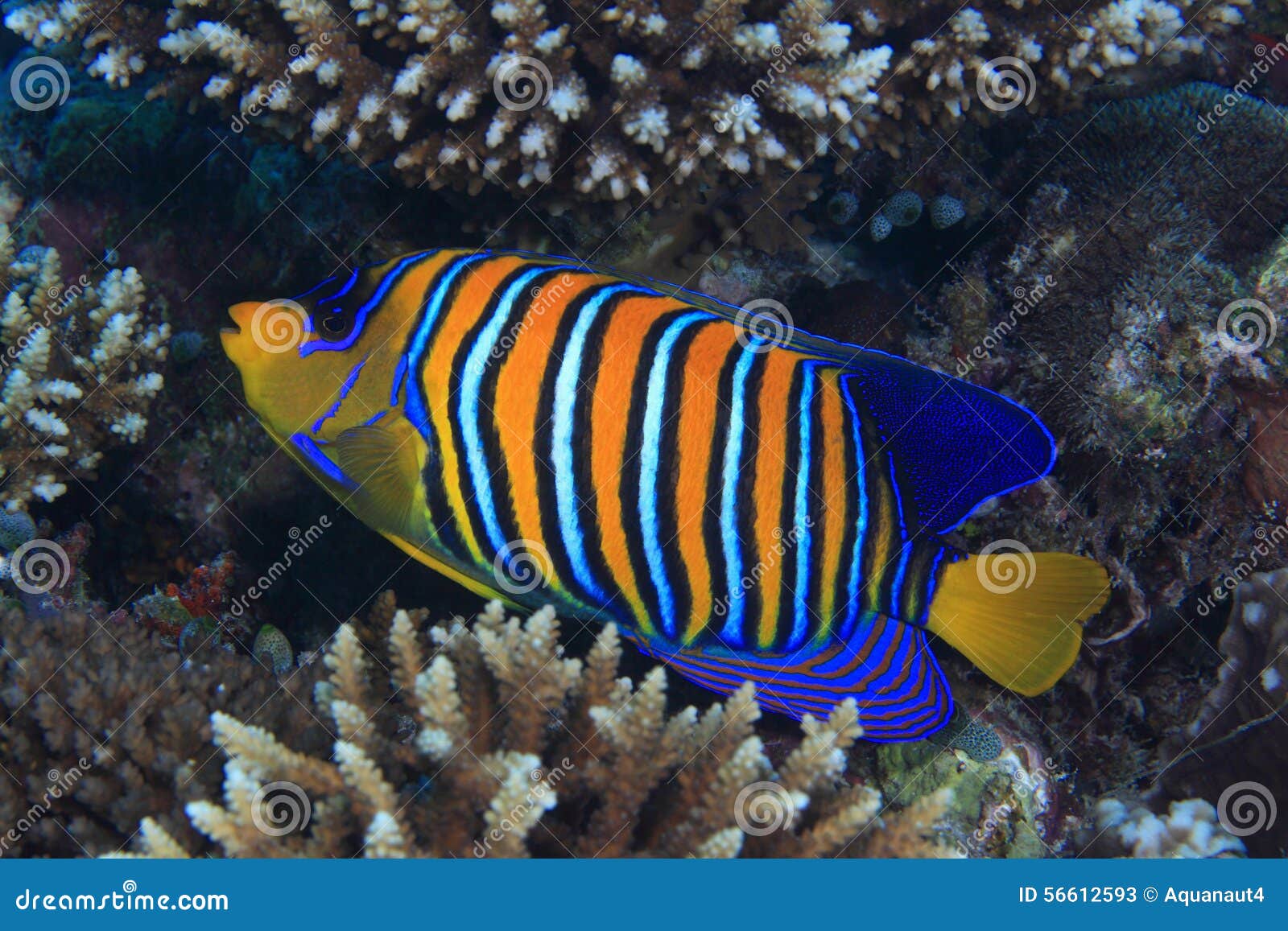 Regal angelfish stock image. Image of angelfishes, color - 56612593