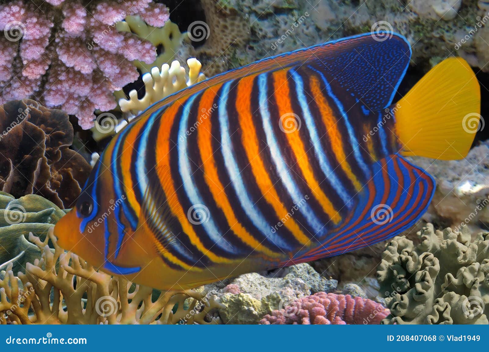 Regal Angelfish in the Red Sea Stock Photo - Image of black, beam ...
