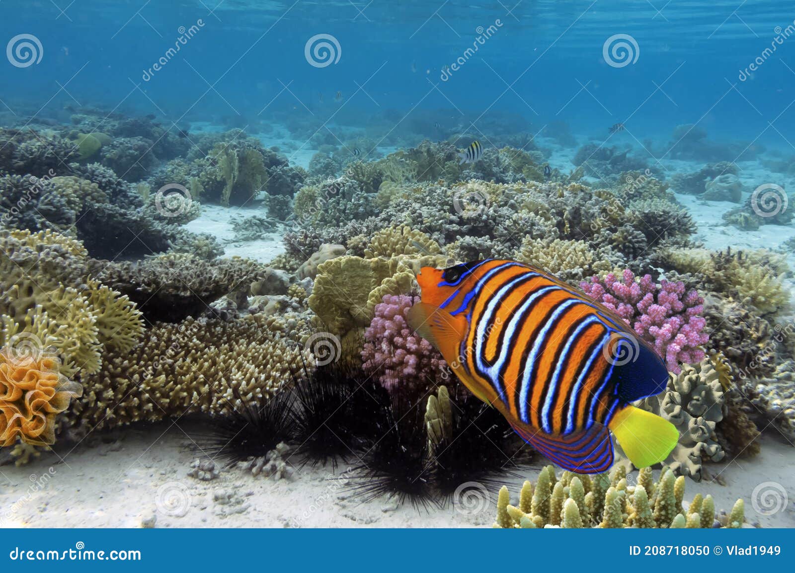 Regal angelfish. Red Sea stock photo. Image of water - 208718050