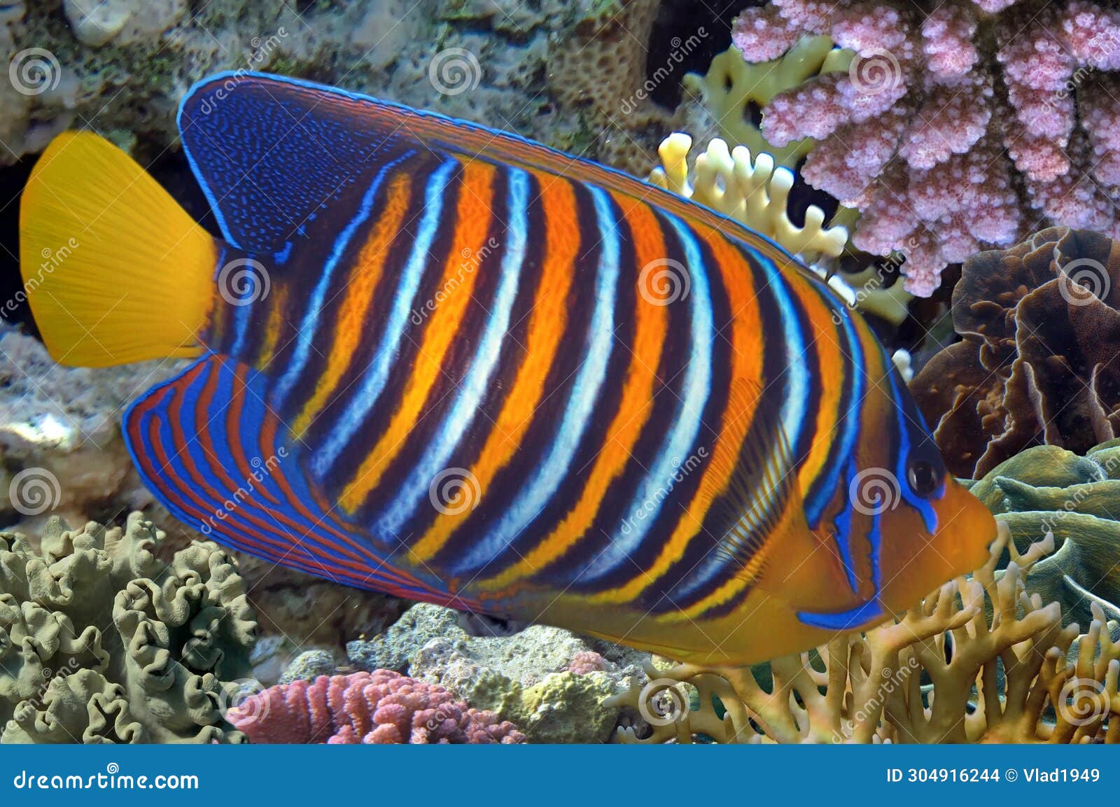 Regal Angelfish in the Red Sea Stock Photo - Image of tropical ...