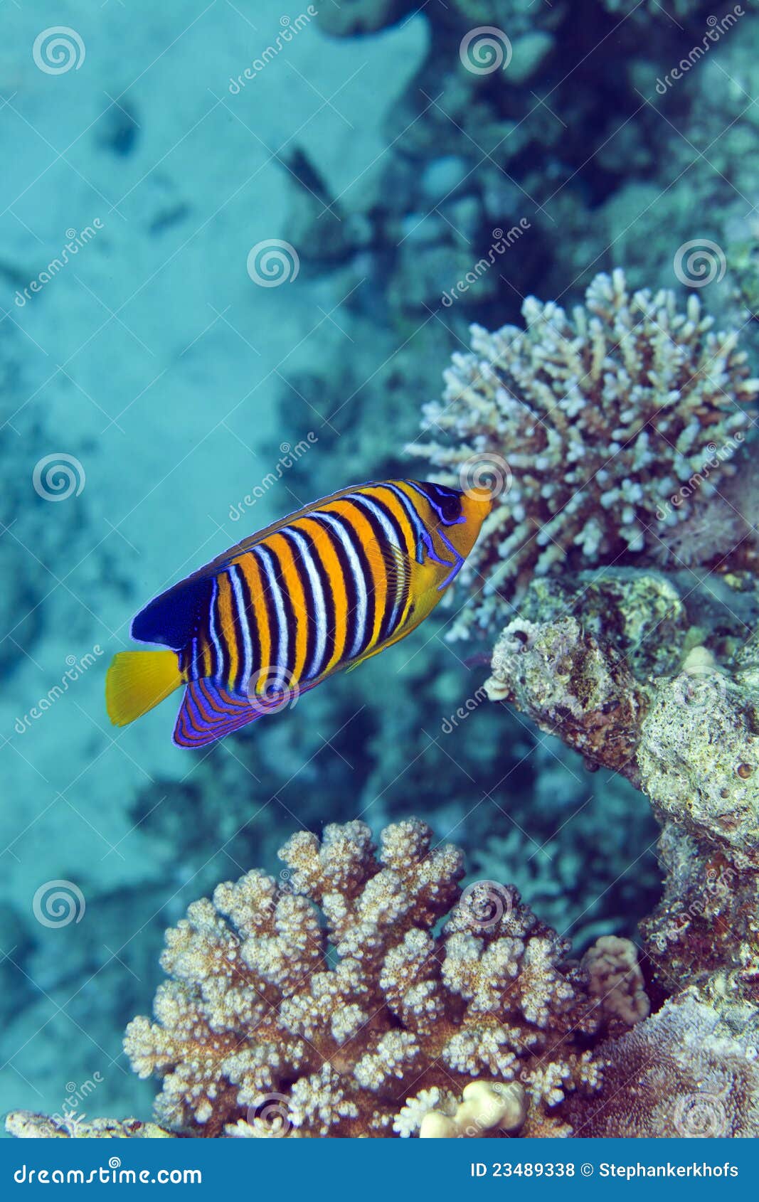 Regal Anglfish in the Red Sea. Stock Photo - Image of aquatic, blue ...