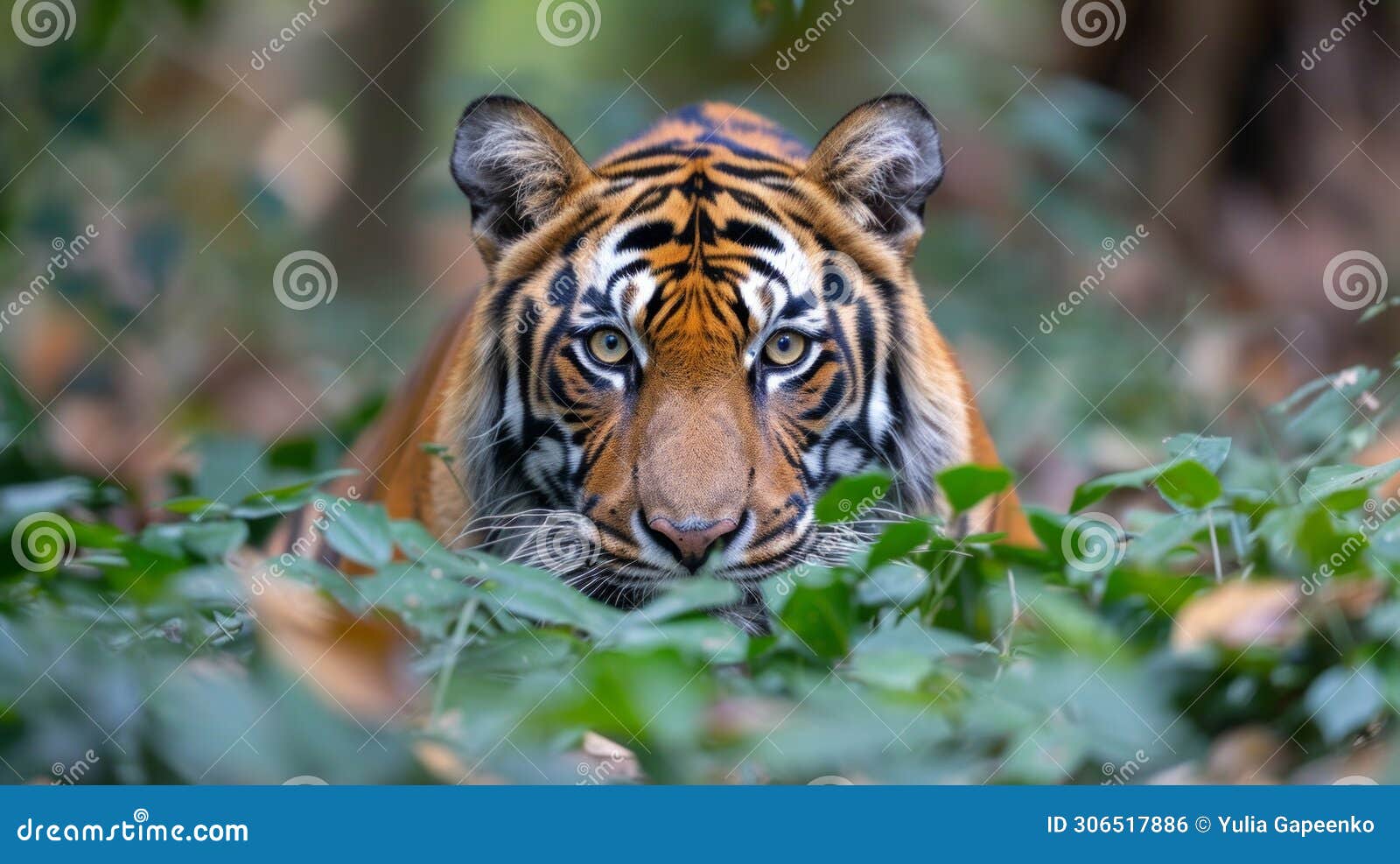 A Regal Bengal Tiger Stalking Silently through the Dense Indian Jungle ...