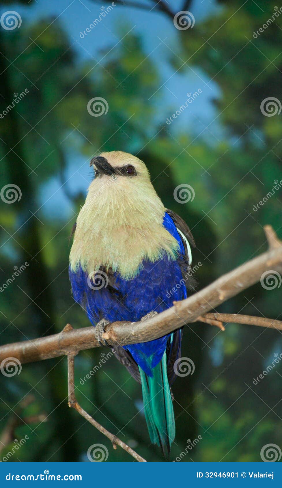 Regal Bird stock image. Image of european, feather, twig - 32946901