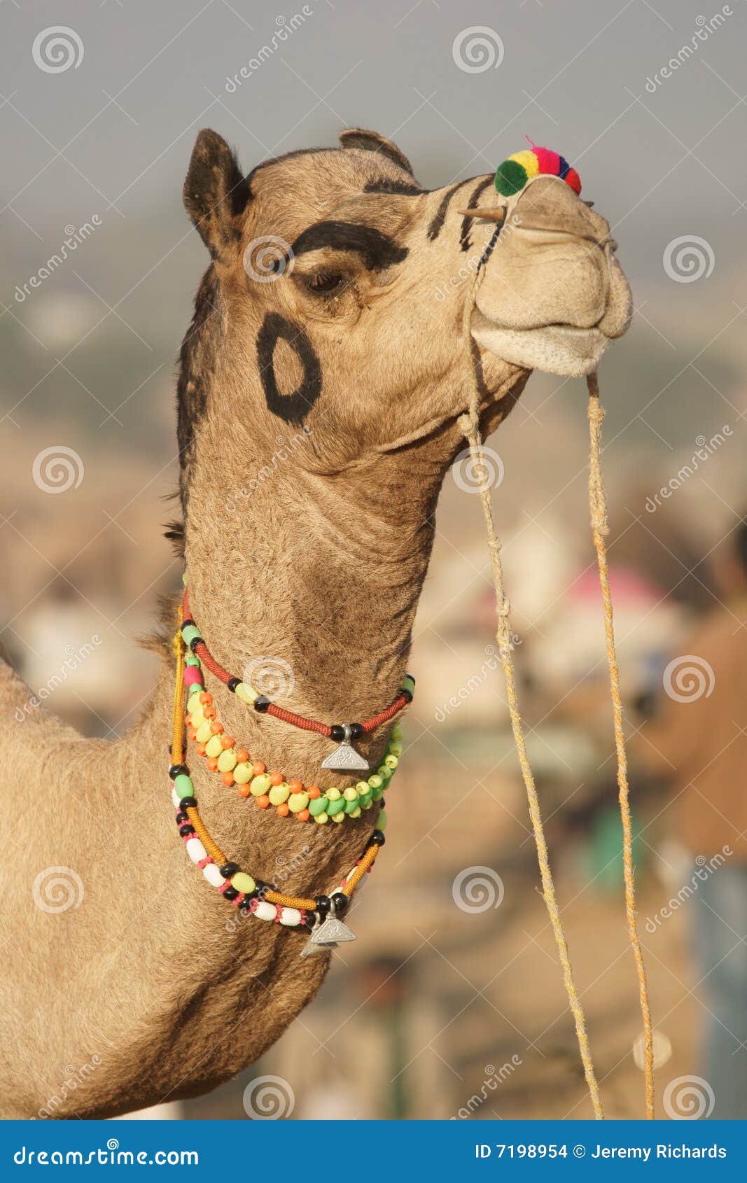 Regal Camel stock photo. Image of india, indian, festival - 7198954