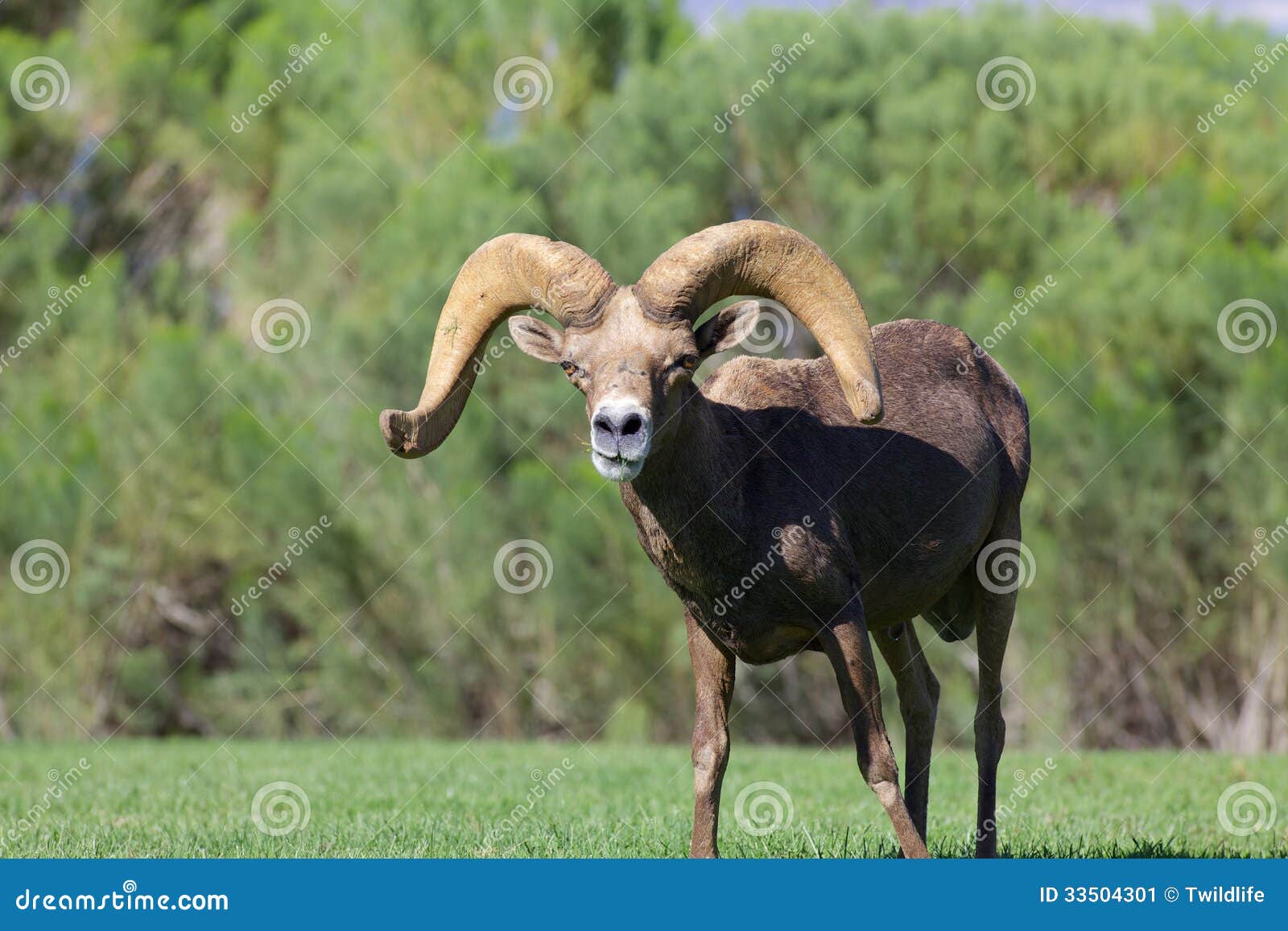 Regal Desert Bighorn Ram stock image. Image of nevada - 33504301