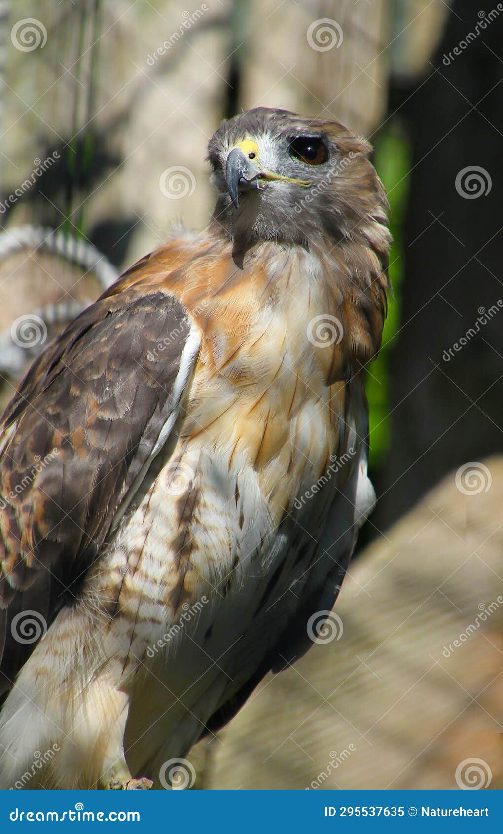 Regal Looking Red-Tailed Hawk 2 - Buteo Jamaicensis Stock Image - Image ...