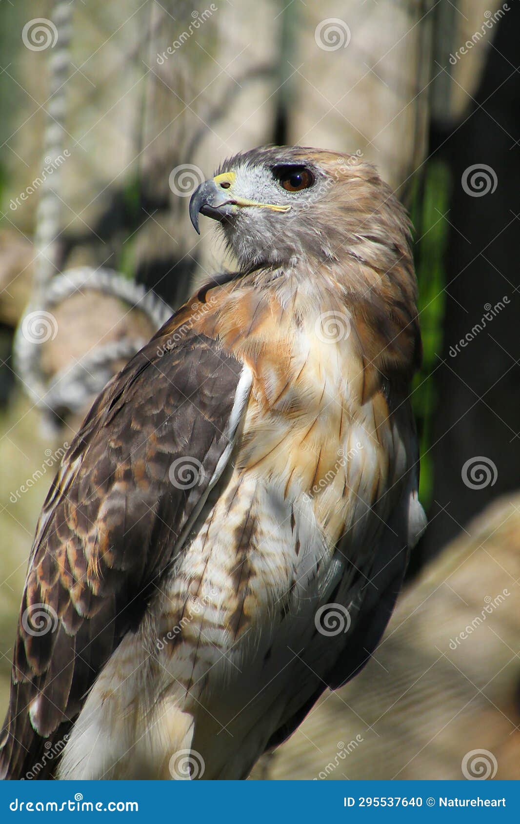 Regal Looking Red-Tailed Hawk - Buteo Jamaicensis Stock Photo - Image ...