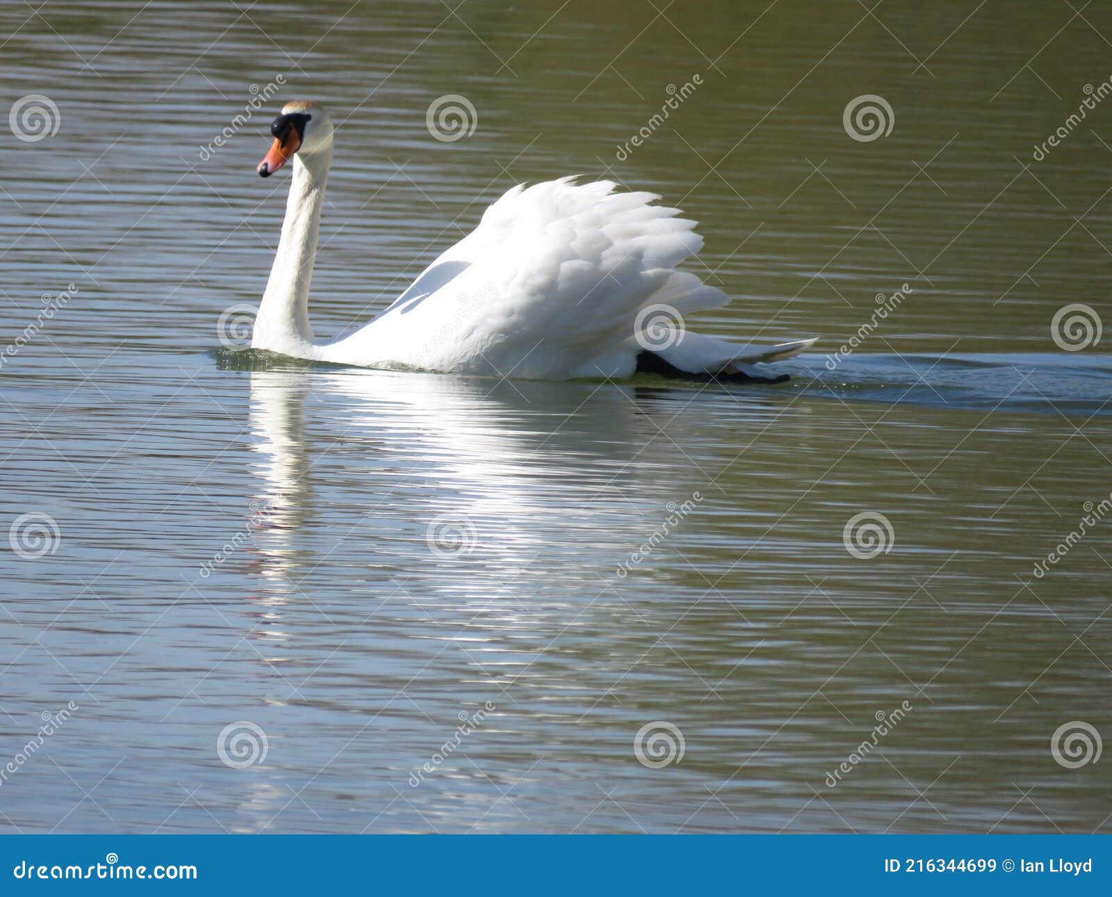 A really Regal Looking Swan Swimming by Stock Image - Image of ...