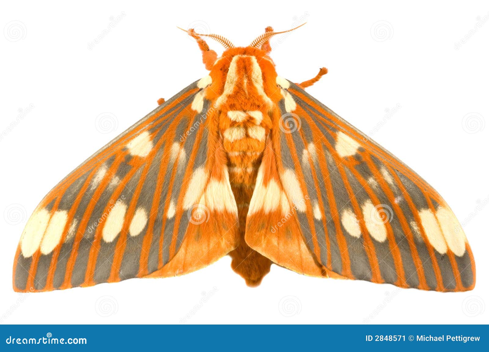 Regal Moth Photos - Free & Royalty-Free Stock Photos from Dreamstime