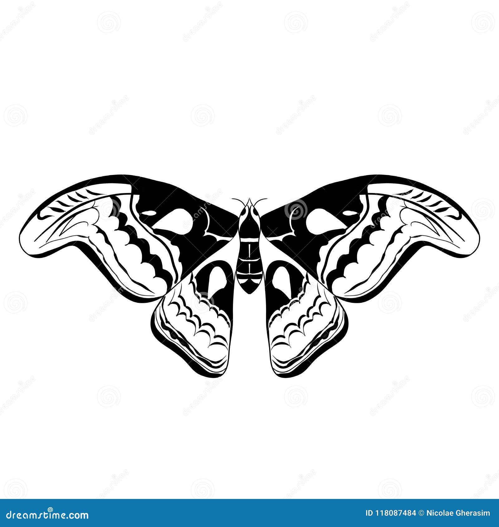 Regal Moth Stock Illustrations – 2 Regal Moth Stock Illustrations ...