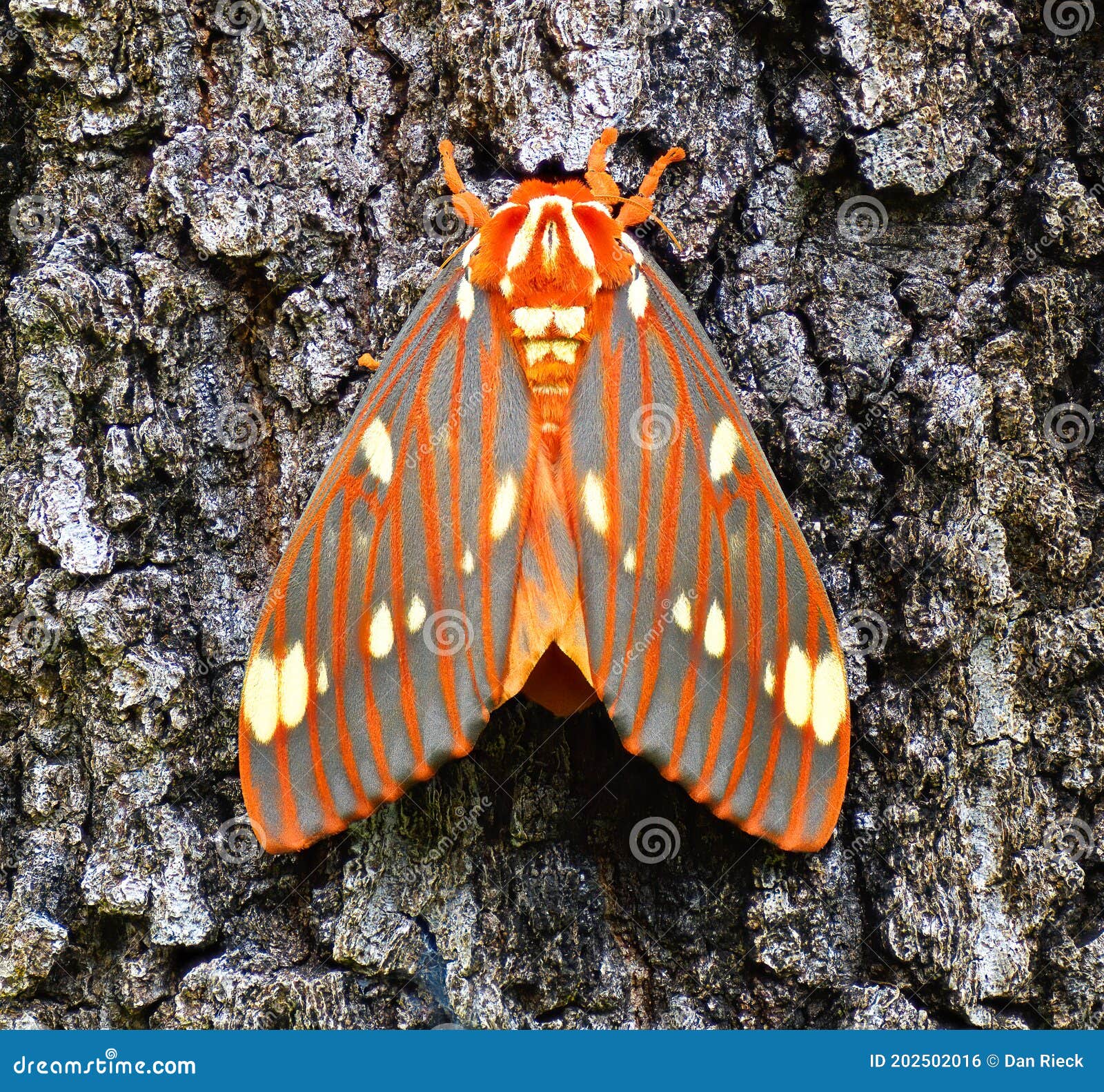 Regal Moth on Live Oak Tree Stock Photo - Image of autumn, arthropod ...