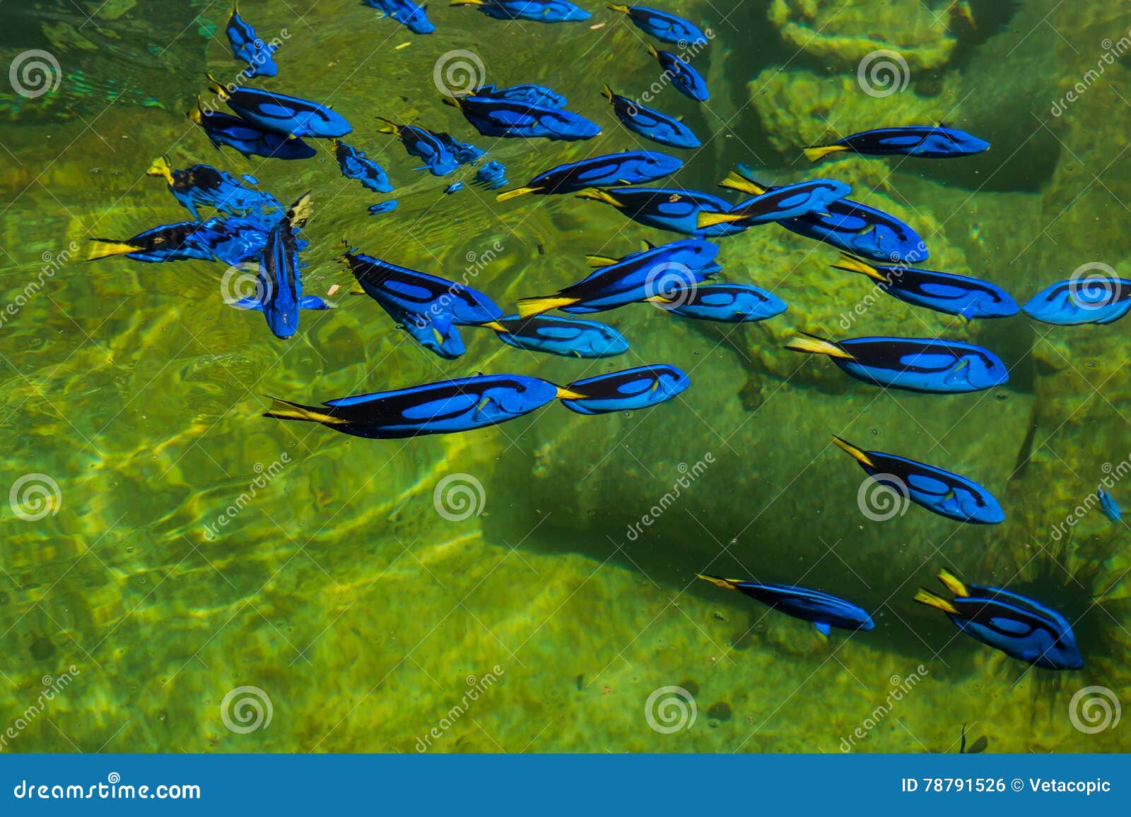 Regal Pacific blue Tang stock photo. Image of pacific - 78791526