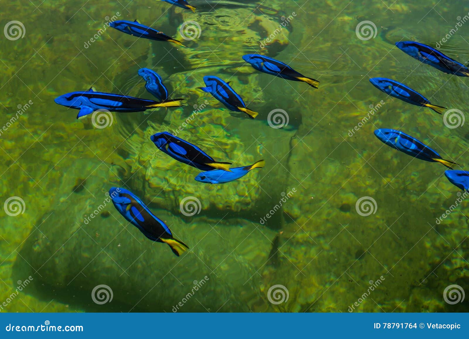 Regal Pacific blue Tang stock photo. Image of wildlife - 78791764