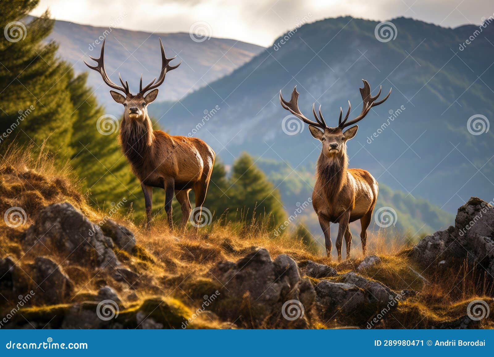 Two Roe Deer Stags With Rose Flowers And Heraldic Shield Vector ...