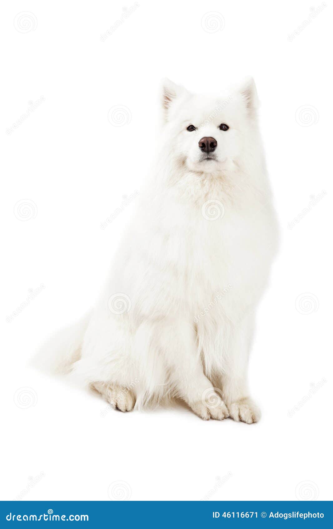 Regal Samoyed Dog Sitting stock image. Image of pedigree - 46116671