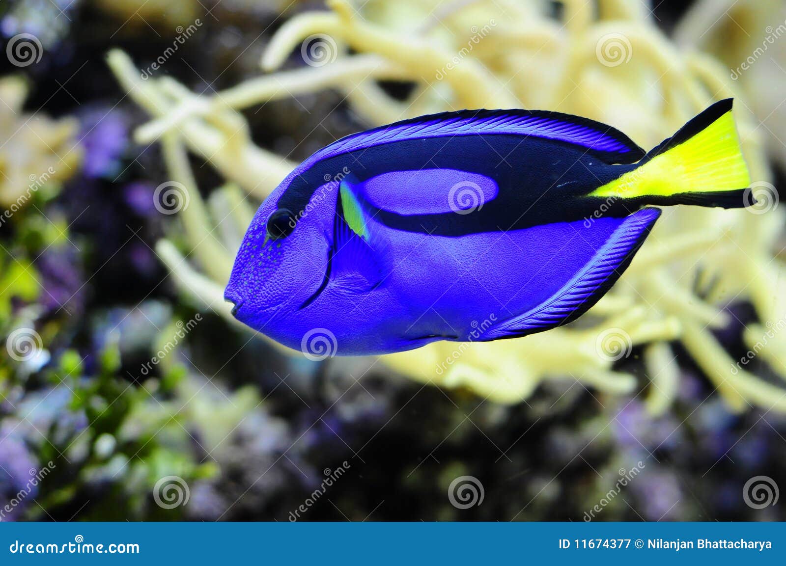 Royal Blue Tang Fish Dory