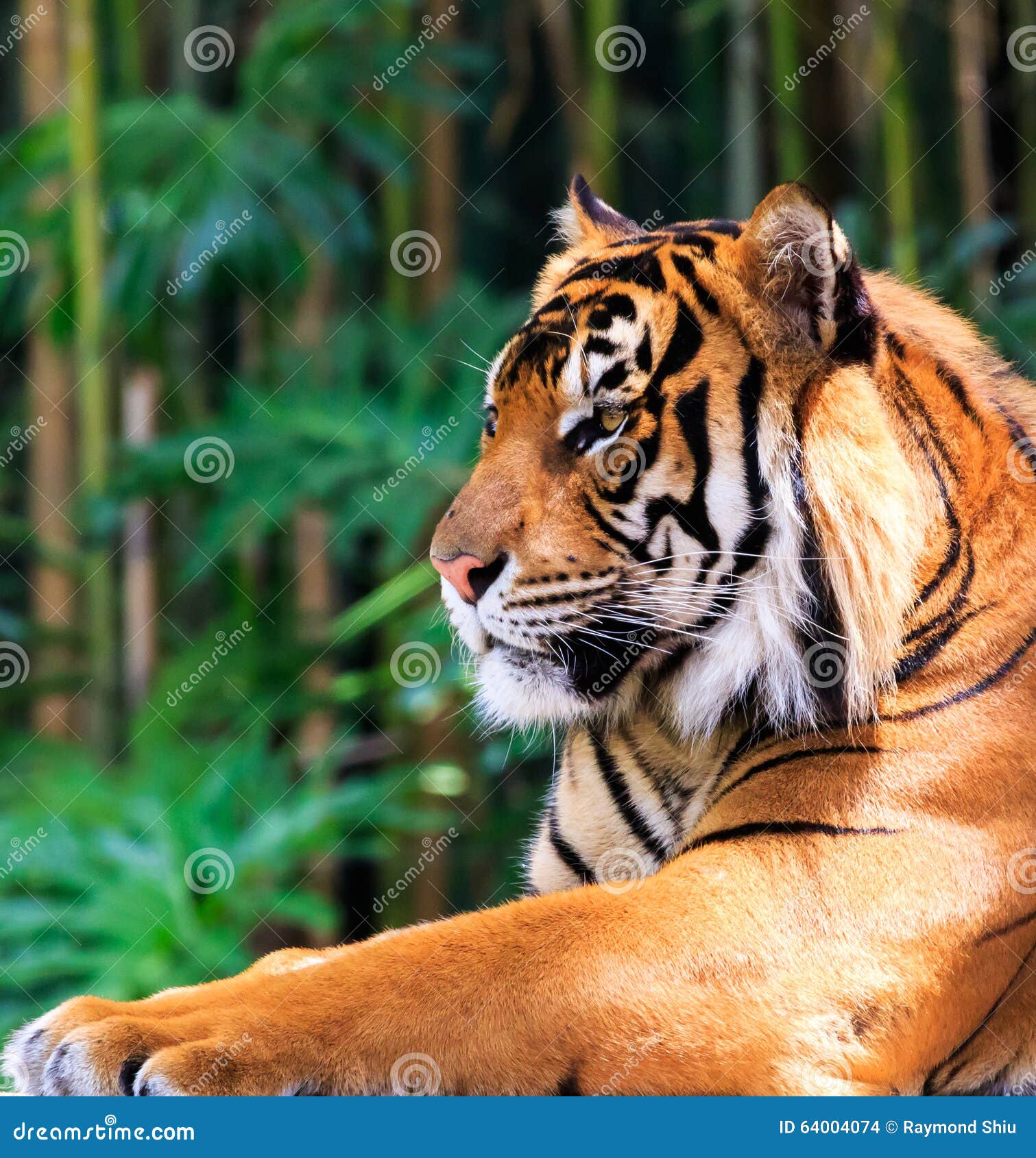 Regal Tiger stock photo. Image of wildlife, fauna, black - 64004074