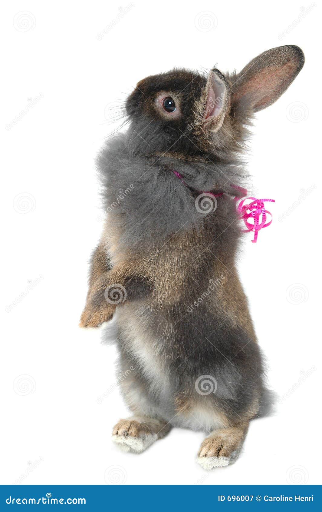 Regalo 2 Del Conejo Del León Imagen de archivo - Imagen de estaciones ...