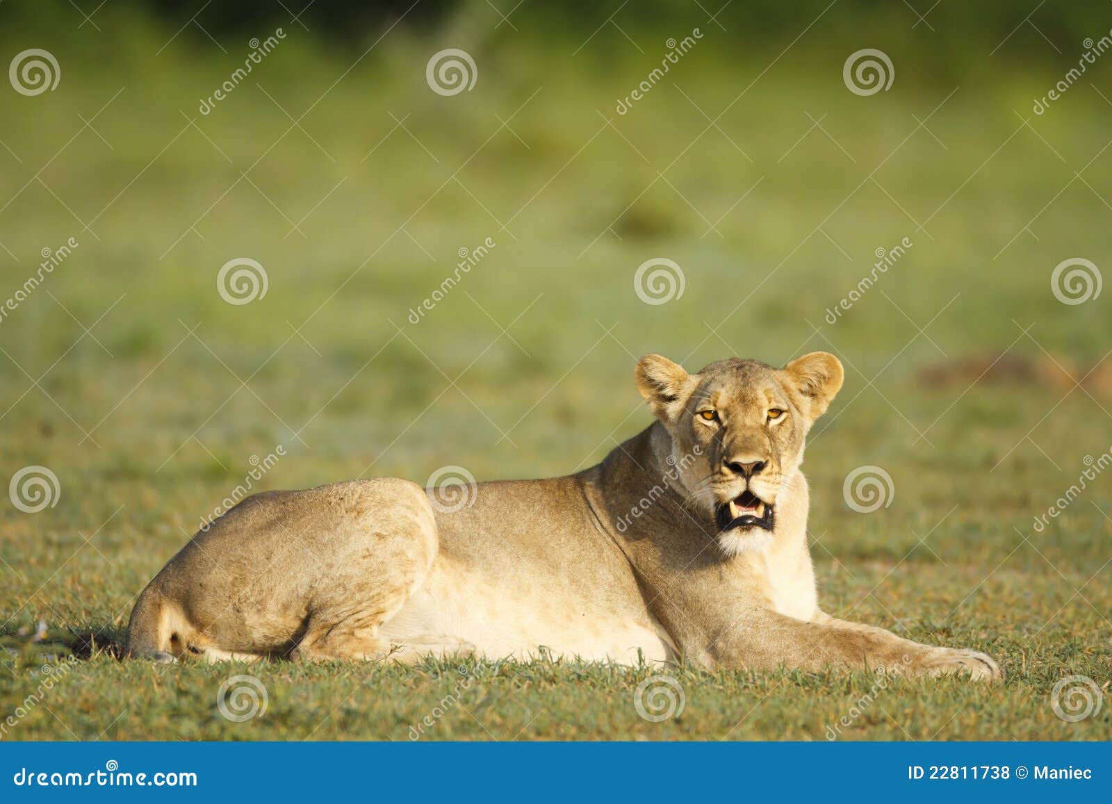 Regard fixe de lionne photo stock. Image du botswana - 22811738