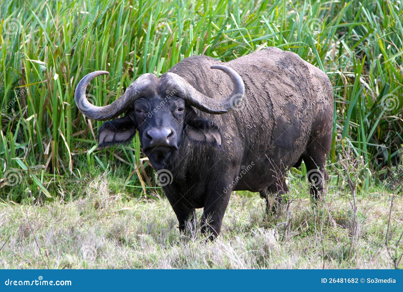 Regarder Africain Adulte De Buffle Photo stock - Image du regarder ...