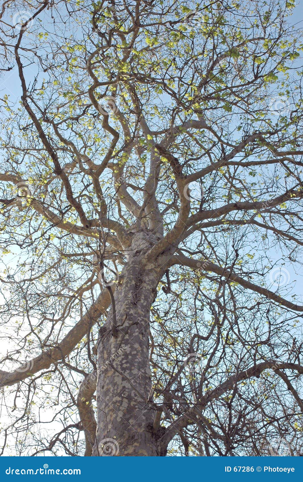 Regarder Vers Le Haut Un Arbre De Sycomore Photo stock - Image du ...