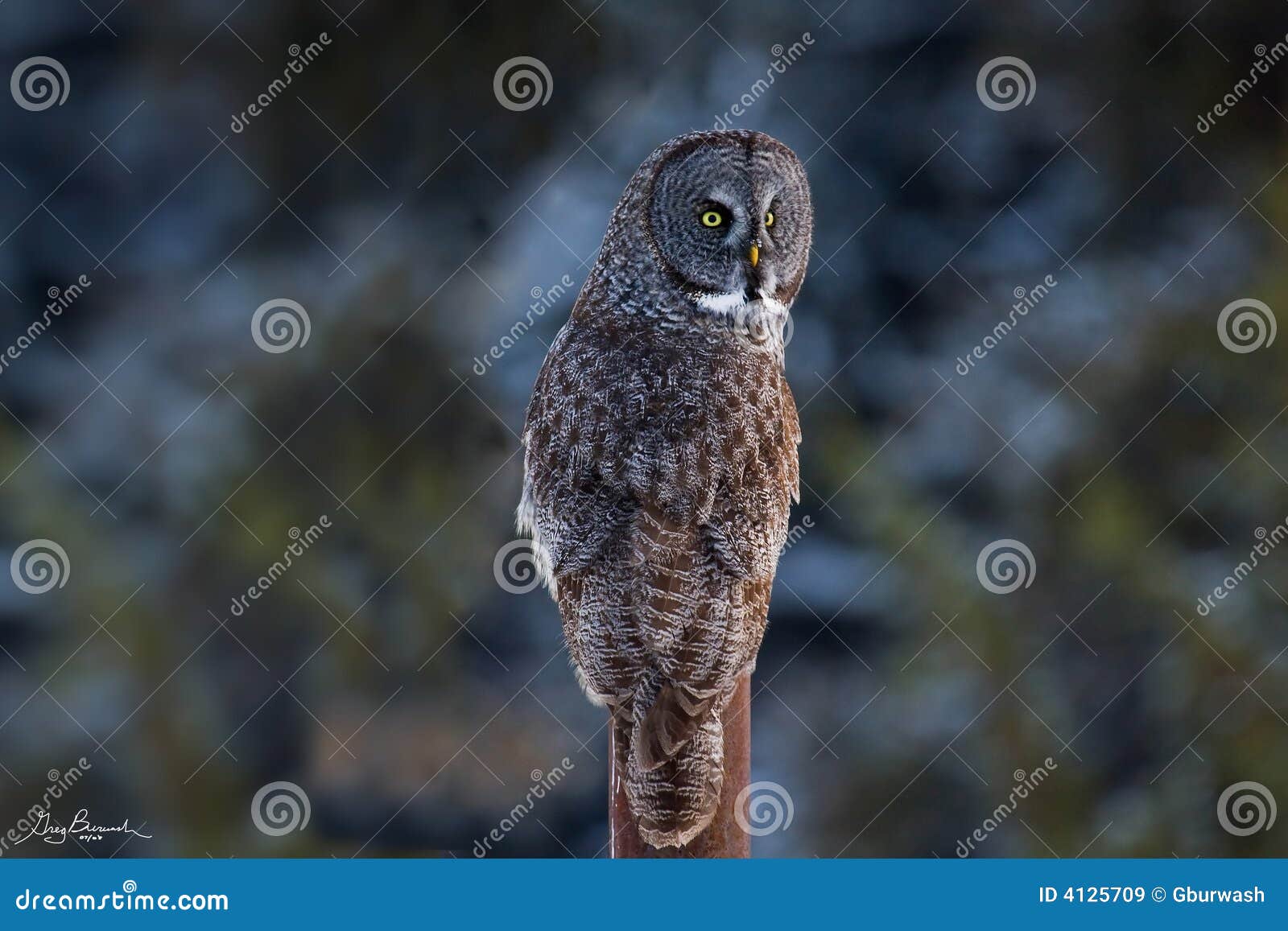 Regardez d'un chasseur image stock. Image du faune, chasseur - 4125709