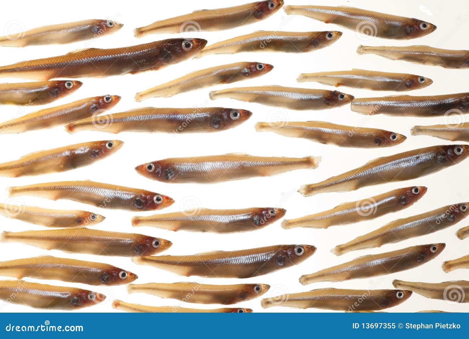 Regeling Van Kleine Vissen (spieringen) 7 Stock Afbeelding - Image of ...