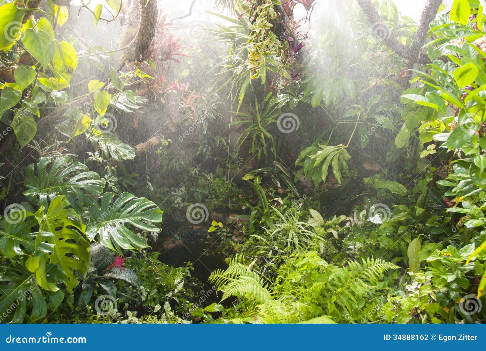 Regen in Tropisch Regenwoud Stock Foto - Image of serre, vochtigheid ...