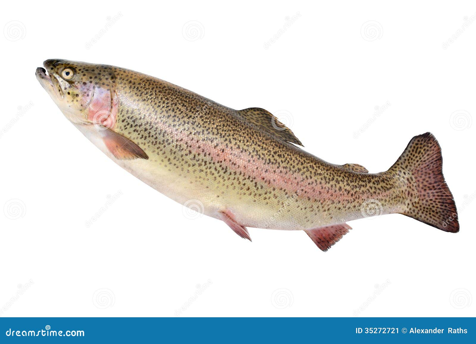 Regenbogenforelle stockbild. Bild von fischen, verriegelung - 35272721
