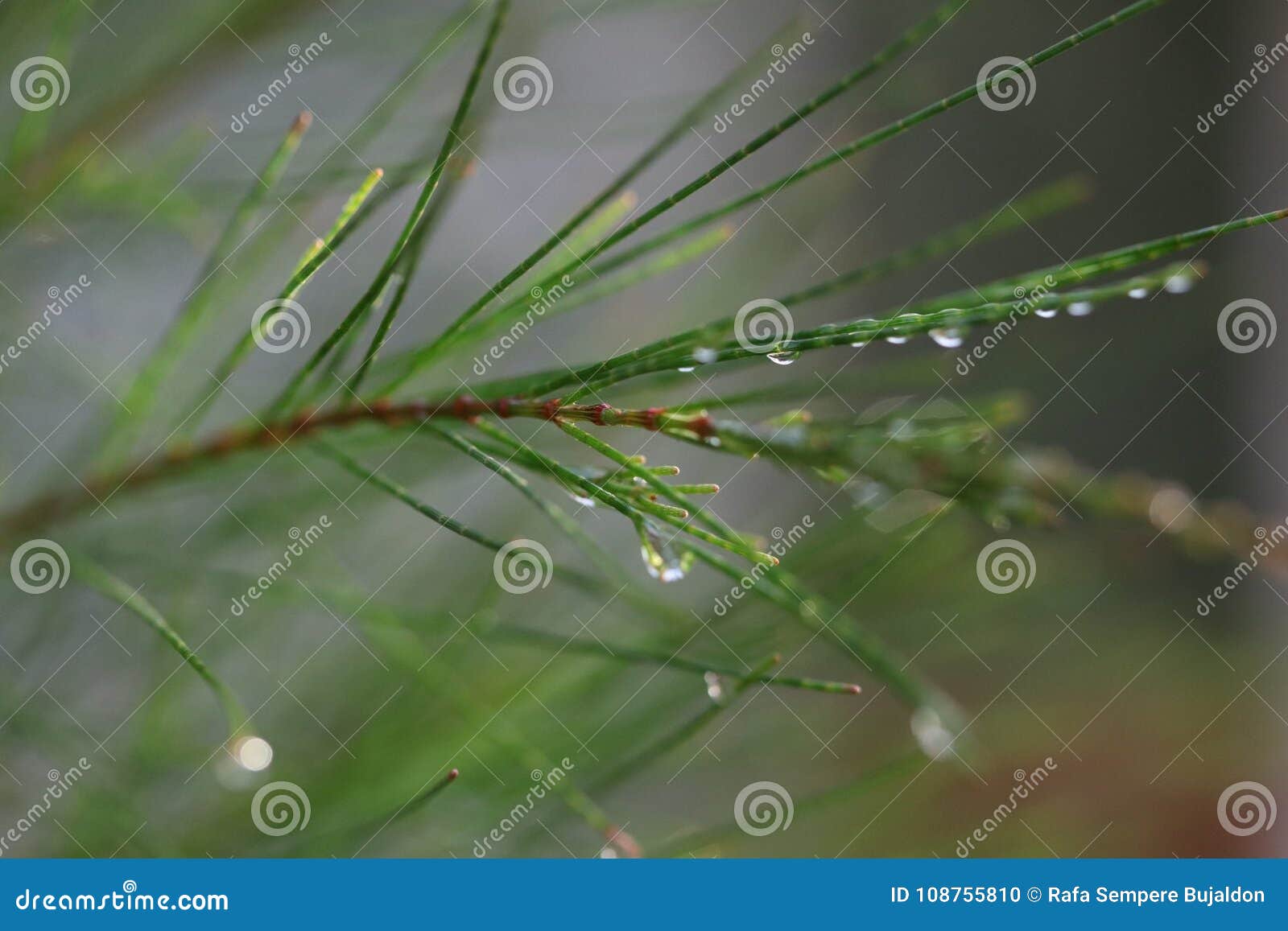 Regendruppels stock foto. Image of nave, regendruppels - 108755810