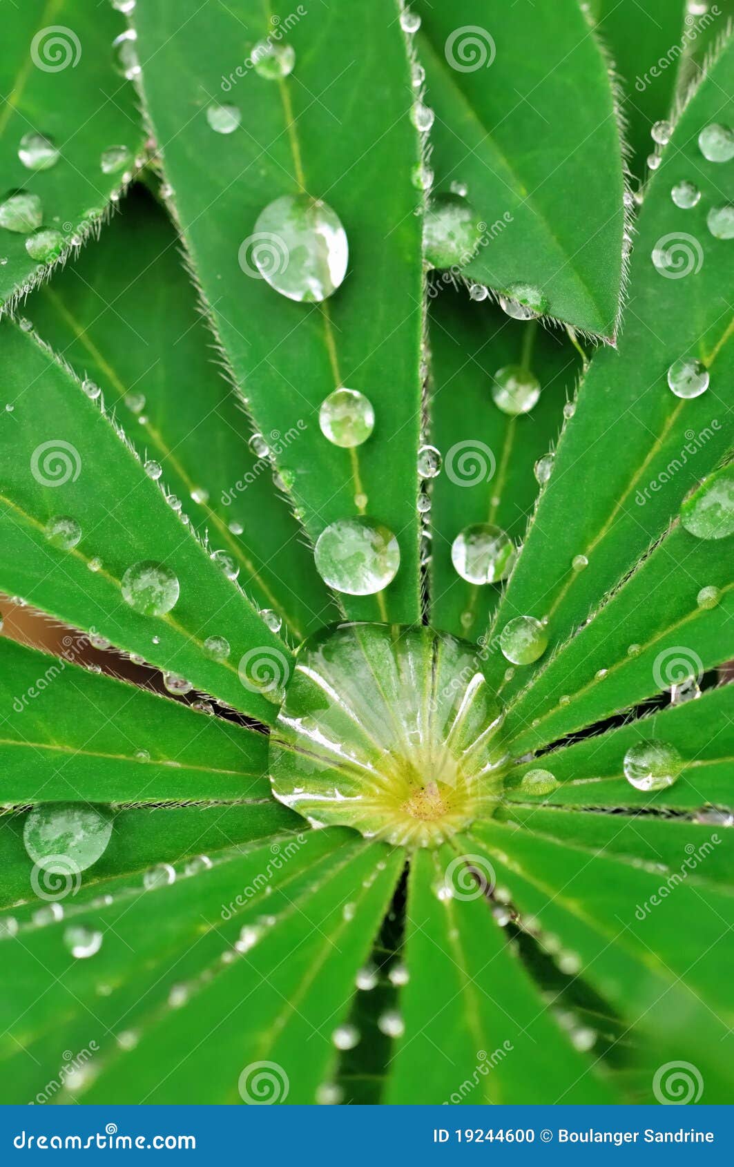 Regendruppels stock foto. Image of regen, bladeren, lente - 19244600