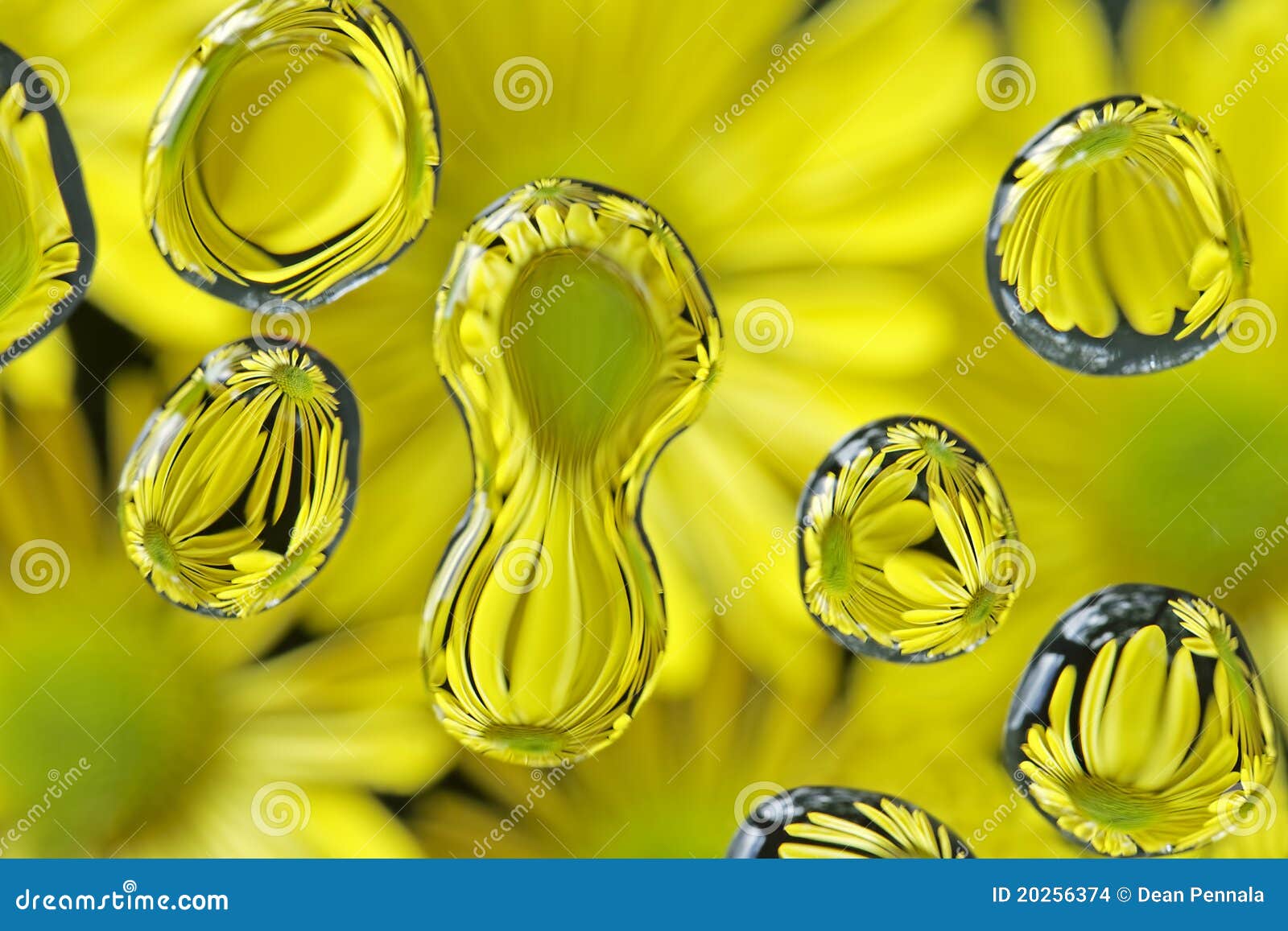 Regendruppels Met Bezinningen Stock Foto - Image of schoonheid, geel ...