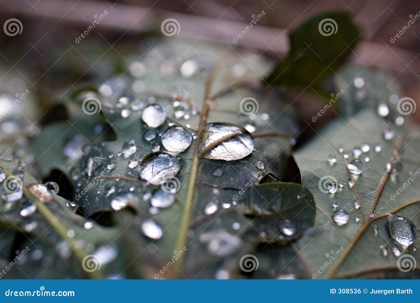 Regendruppels op Blad stock foto. Image of daling, afrika - 308536