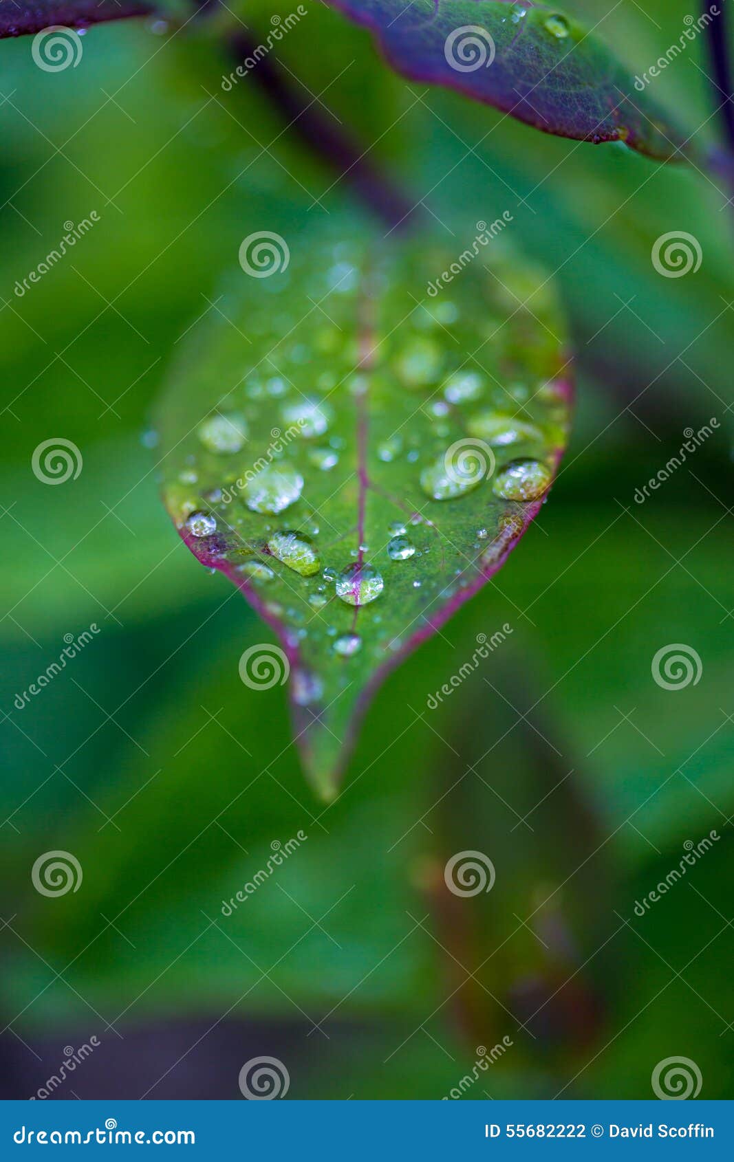 Regendruppels op een blad stock foto. Image of blad, regen - 55682222