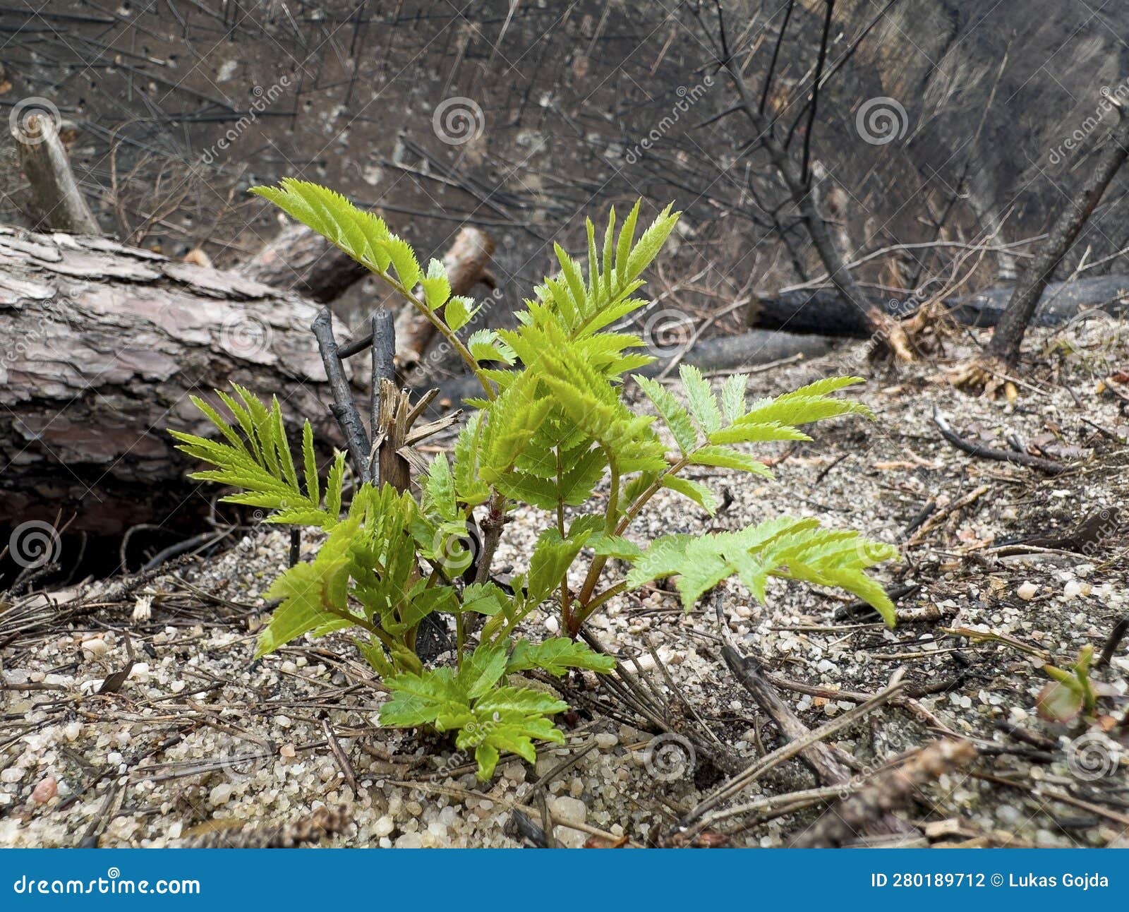 Regenerating Forest after Devastating Fire Stock Photo - Image of park ...