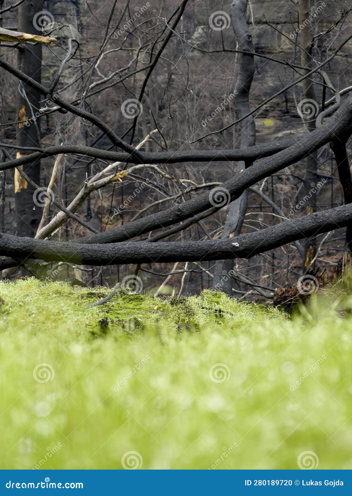 Regenerating Forest after Devastating Fire Stock Photo - Image of ...