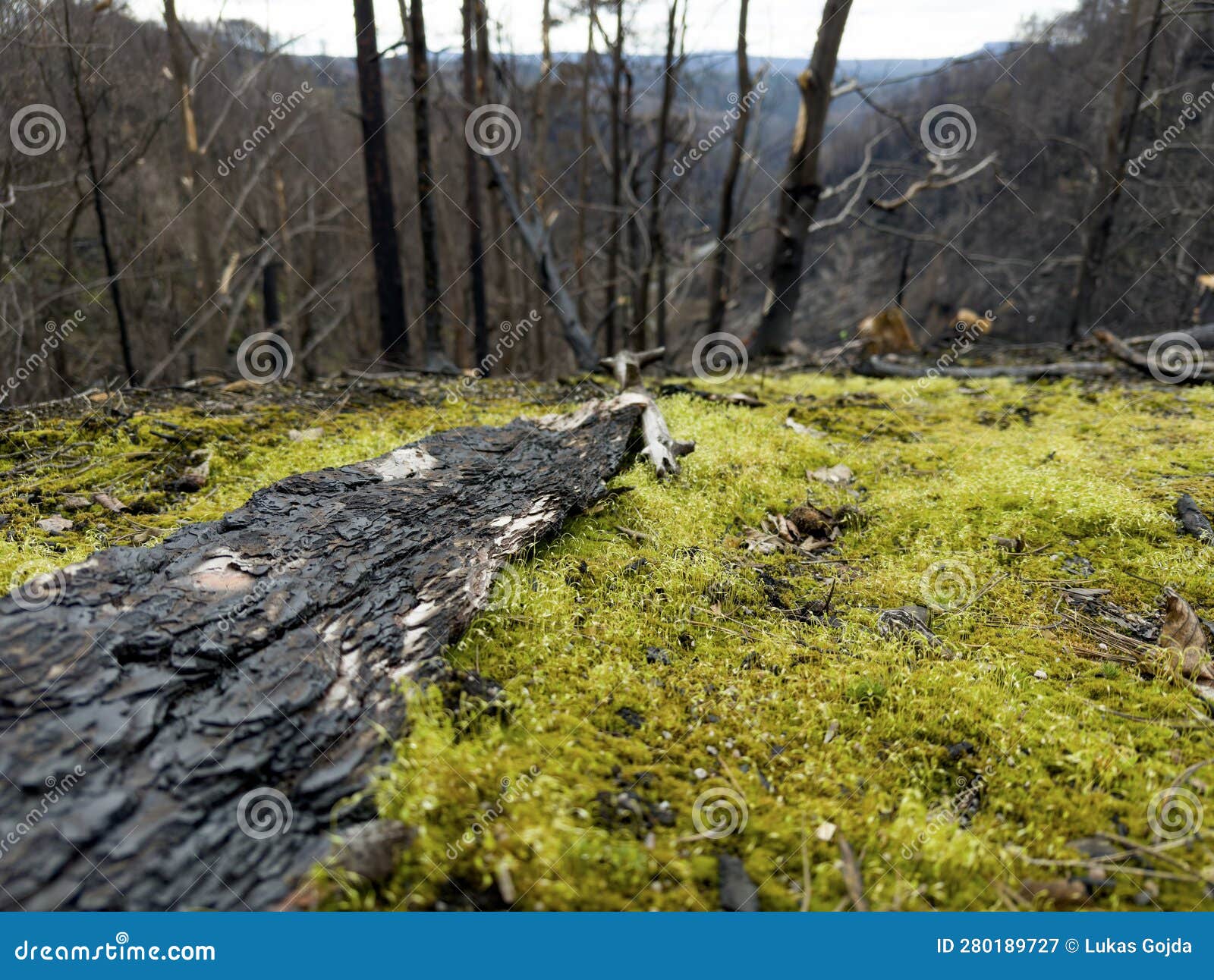 Regenerating Forest after Devastating Fire Stock Image - Image of beech ...