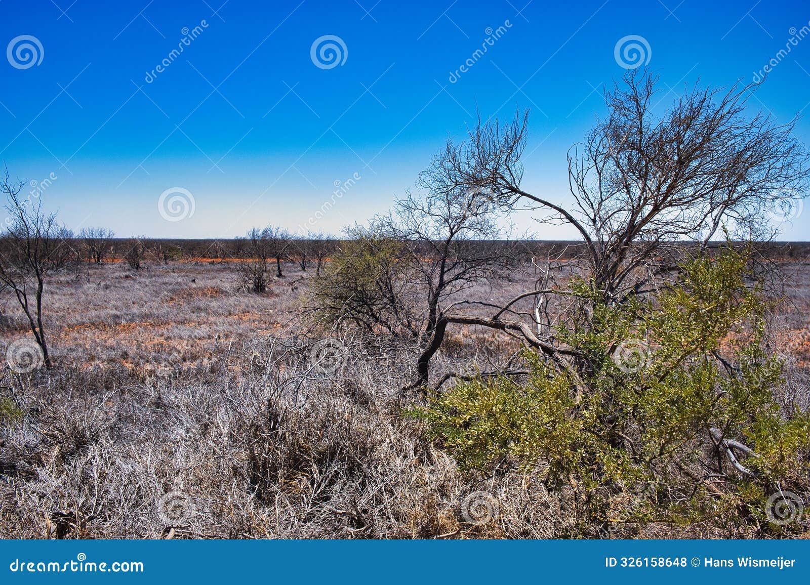 Regenerating Outback Bush after a Forest Fire, Australia Stock Photo ...