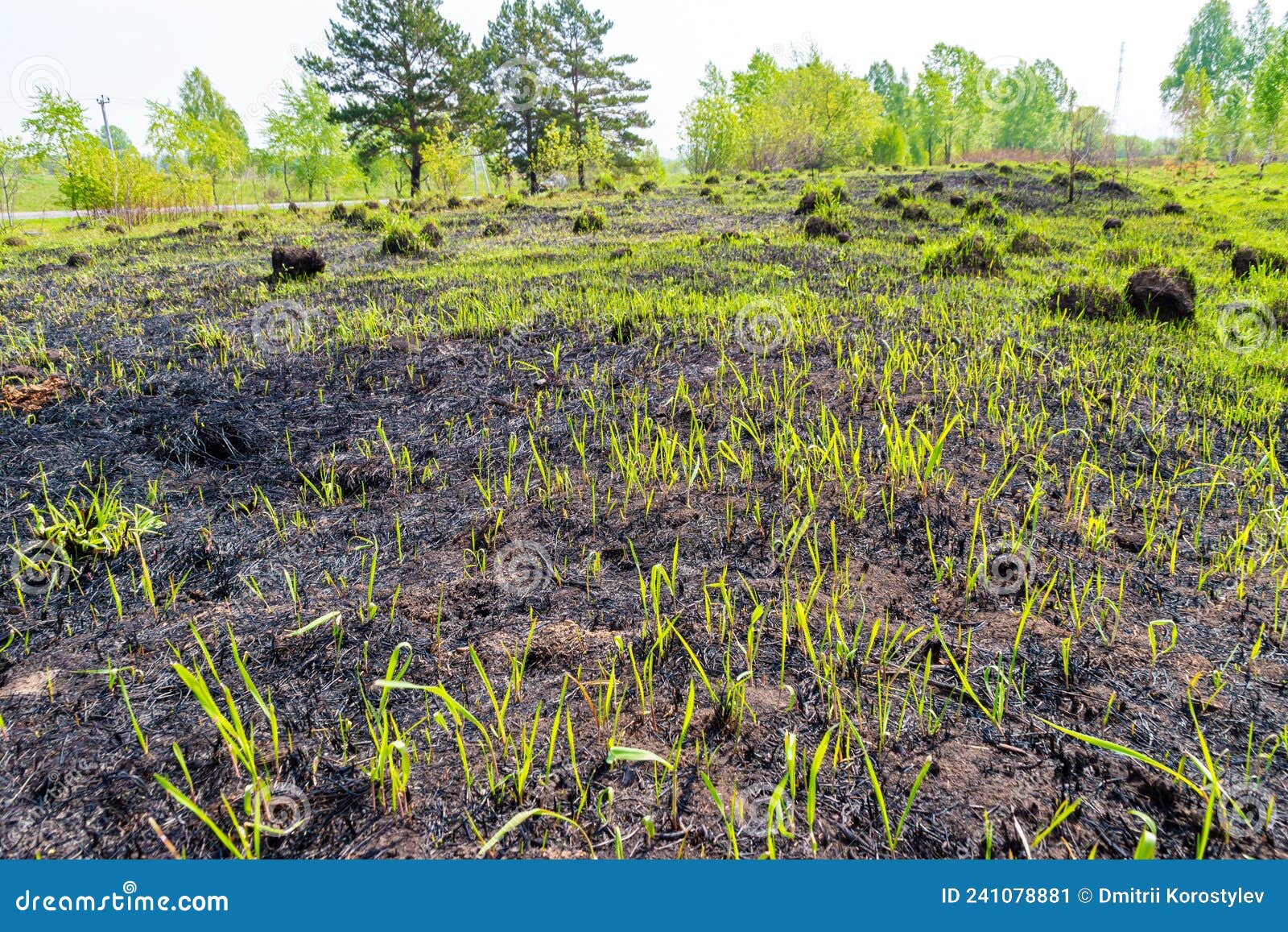 Regenerating Vegetation Cover after Fire that Destroyed Small ...