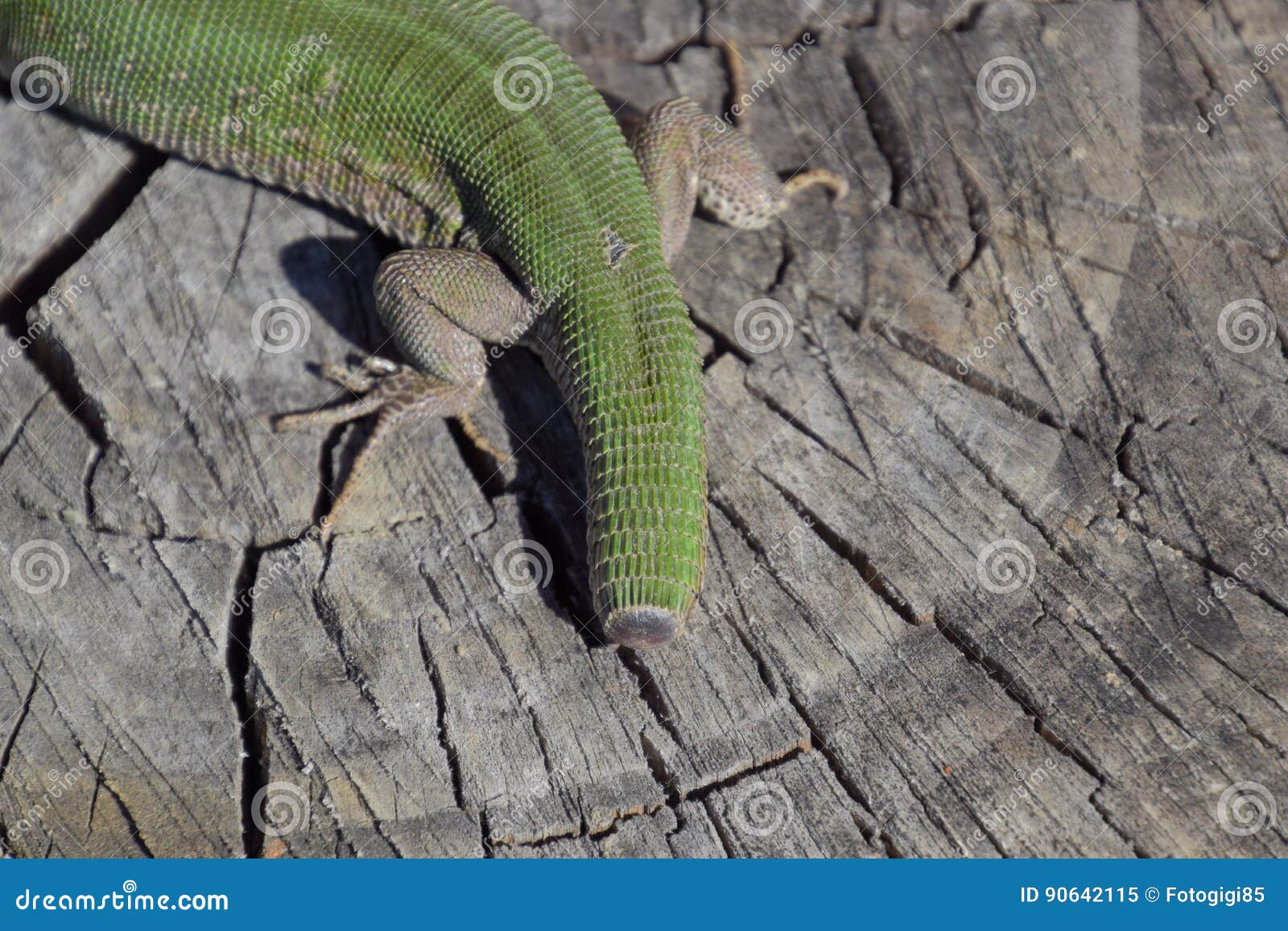 Regeneration of the Lizard S Tail. an Ordinary Quick Green Lizard ...