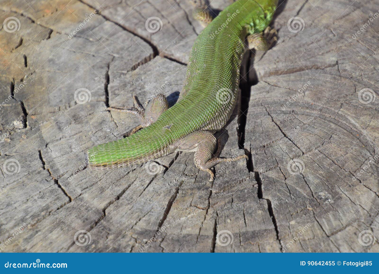 Regeneration of the Lizard S Tail. an Ordinary Quick Green Lizard ...