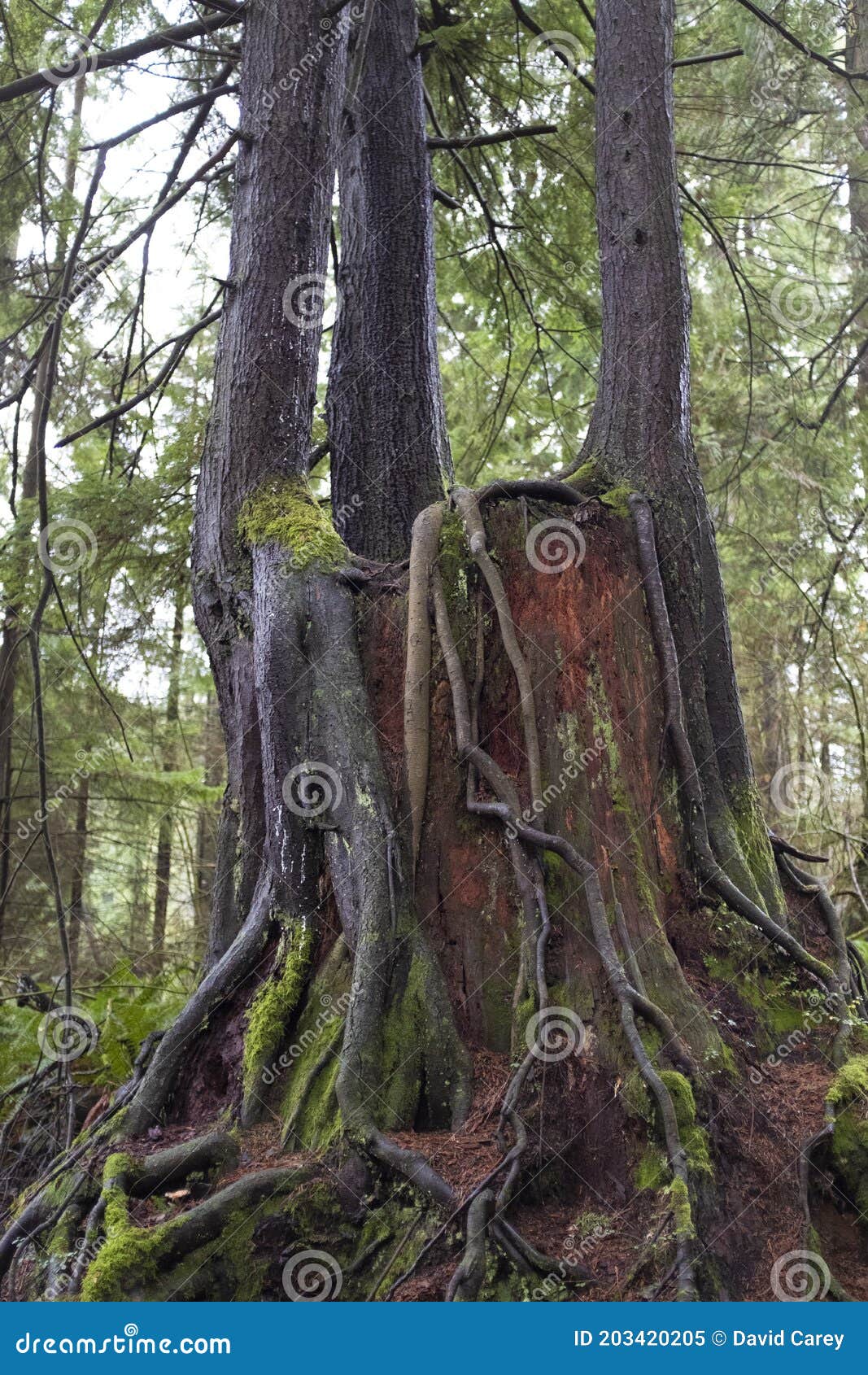 Regeneration from Old Growth Forest Stump Stock Image - Image of life ...