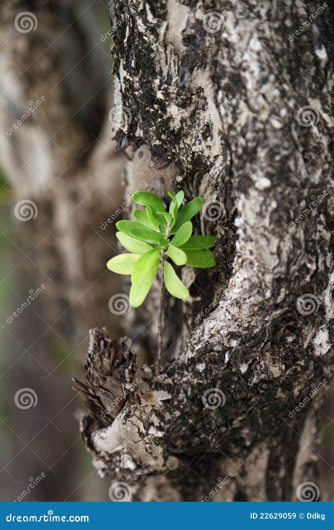 Regeneration in the Springtime Stock Image - Image of ecology, leaf ...