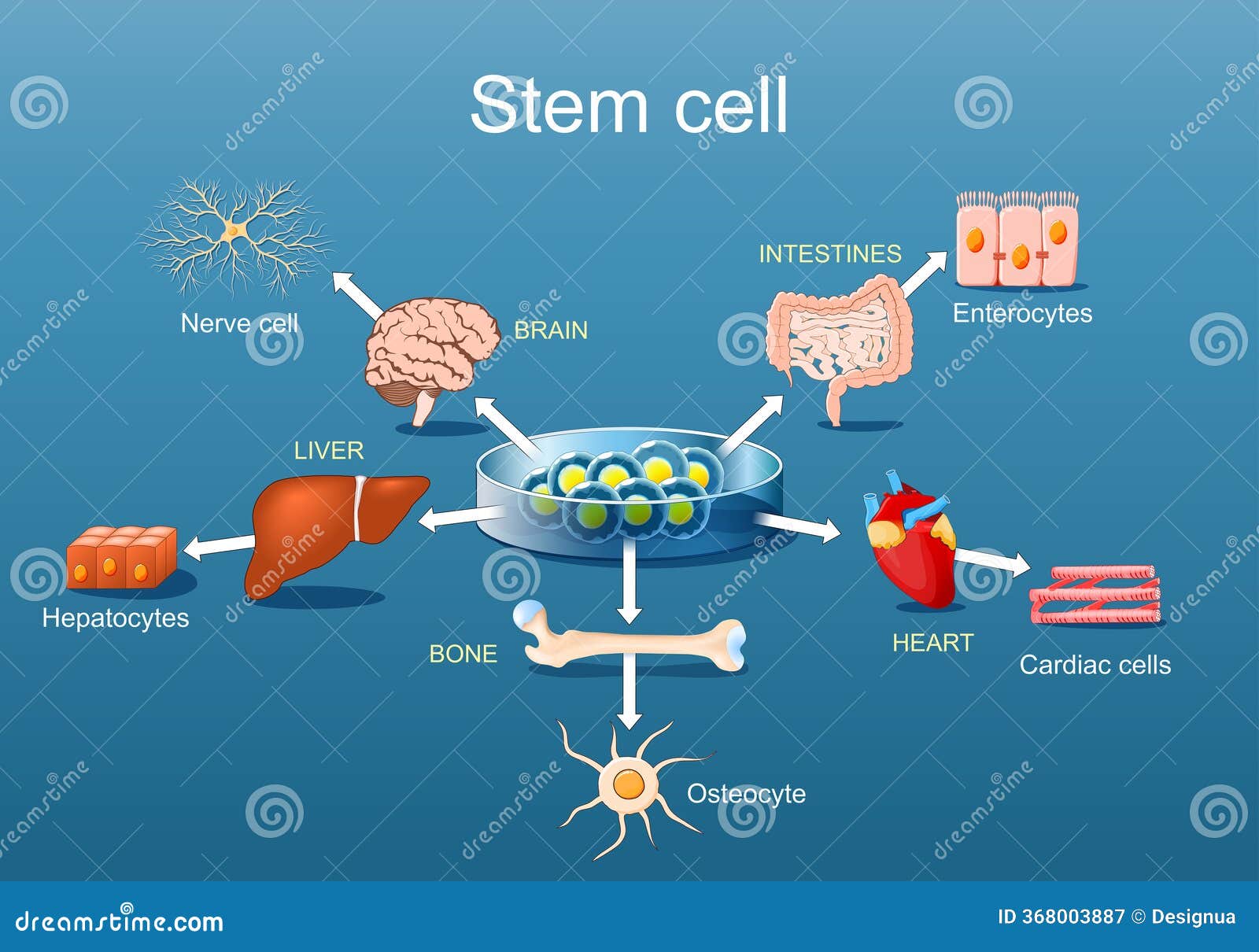 Hepatocyte Cell Structure Diagram Medical Science Cartoon Vector ...