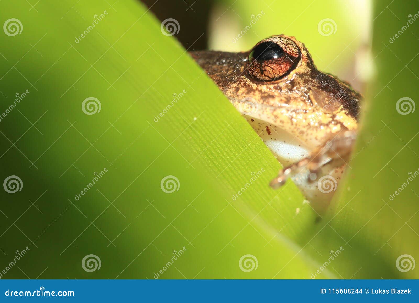 Regenfrosch auf Blatt stockfoto. Bild von nave, amphibie - 115608244