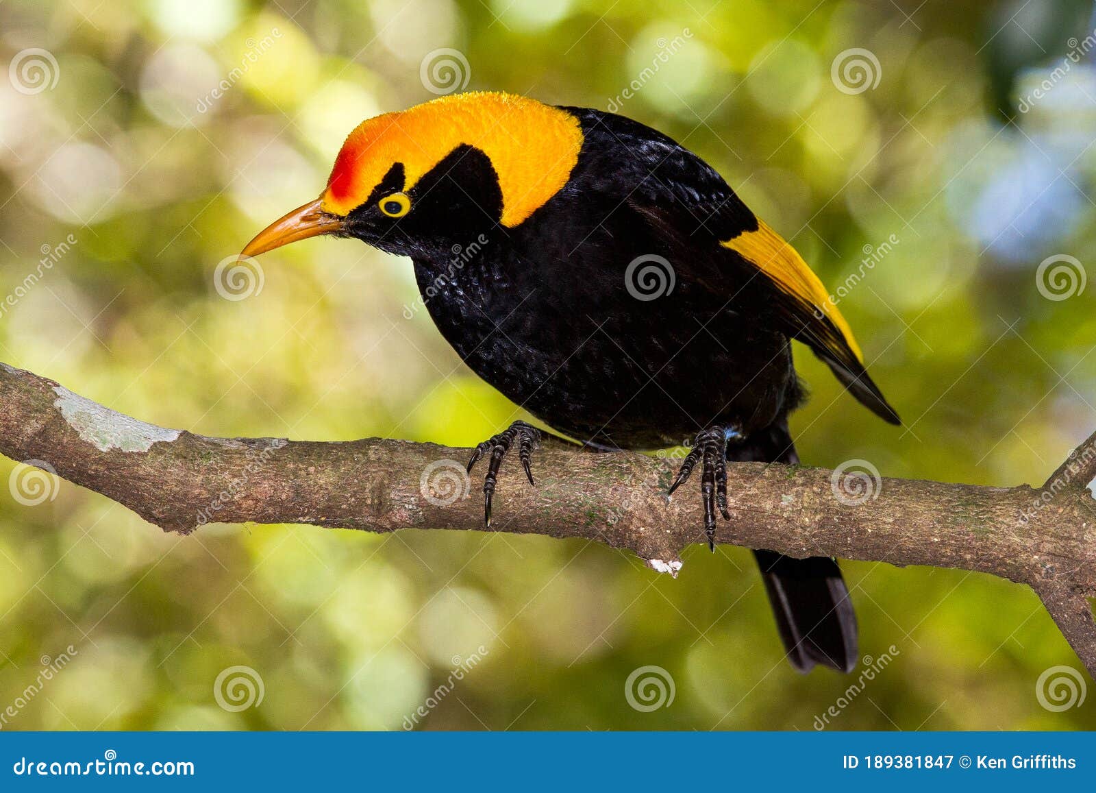 Regent Bowerbird stock image. Image of yellow, bowerbird - 189381847
