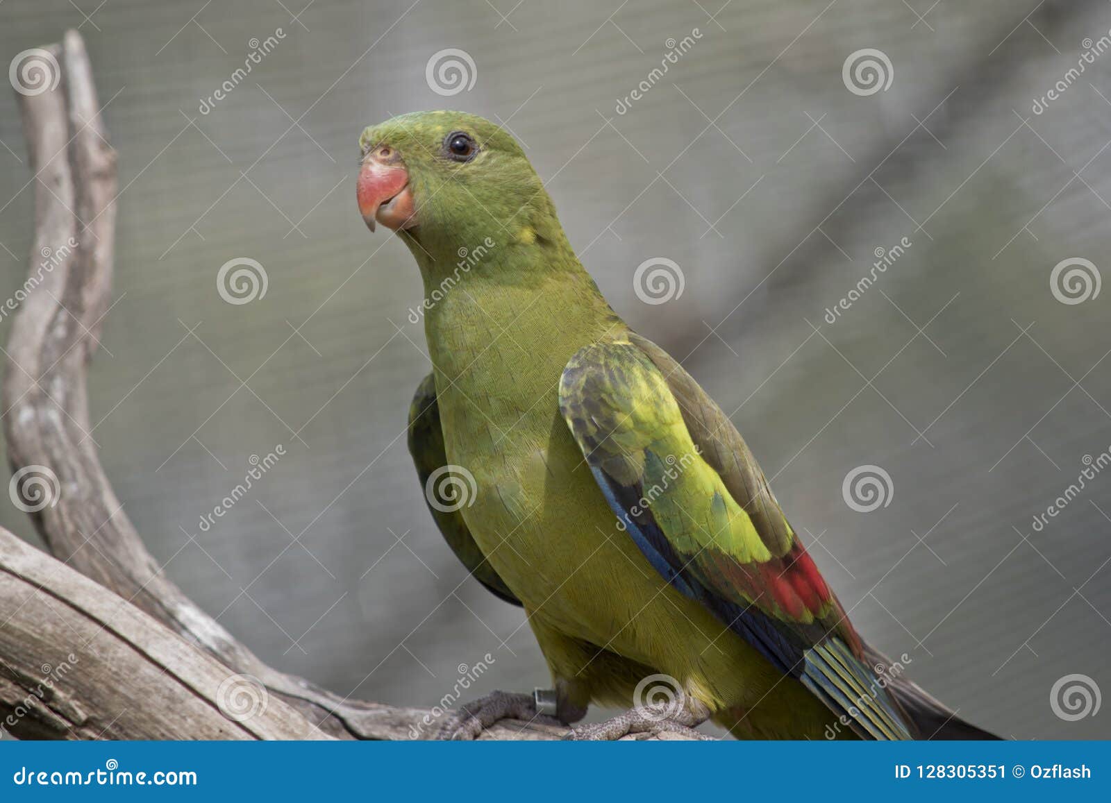 Regent parrot female stock image. Image of parrot, regent - 128305351