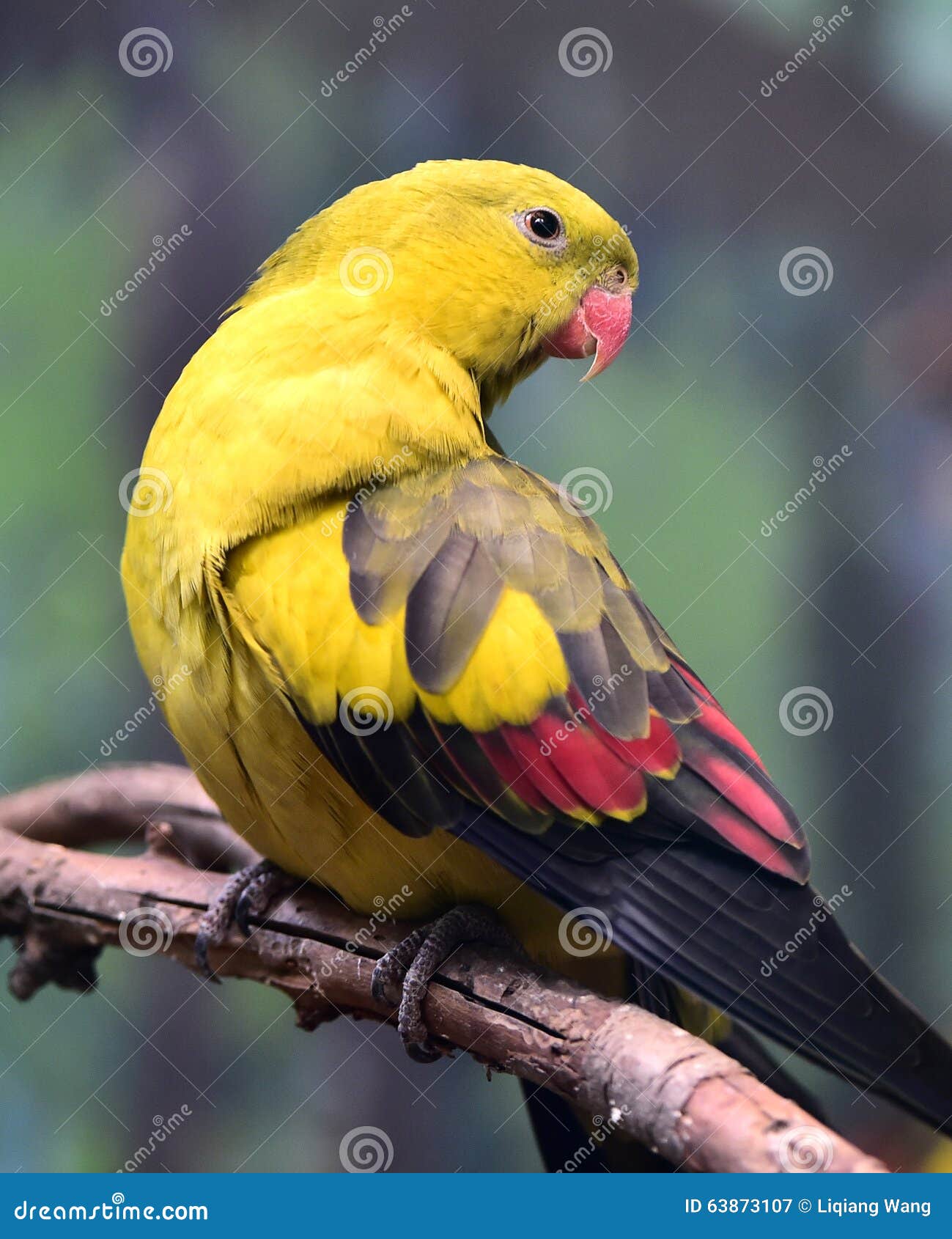 Regent Parrot stock image. Image of parrot, decoration - 63873107
