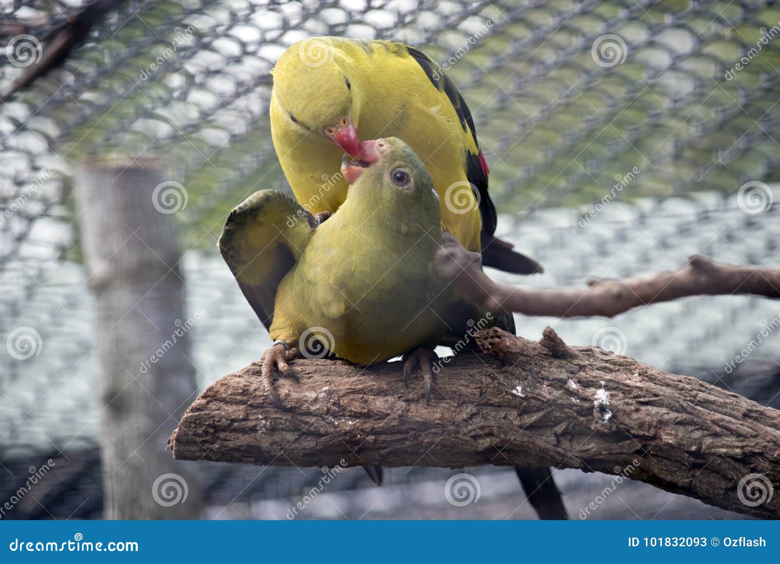 Regent parrots stock image. Image of birds, yellow, australia - 101832093