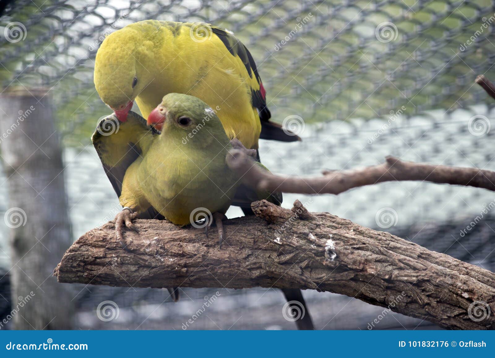 Parakeet Mating